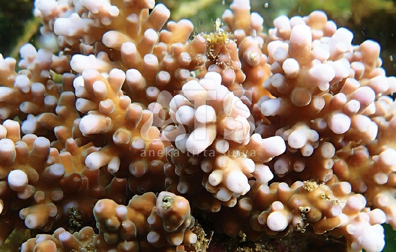 Acropora